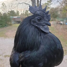 About - Ayam Cemani Chickens